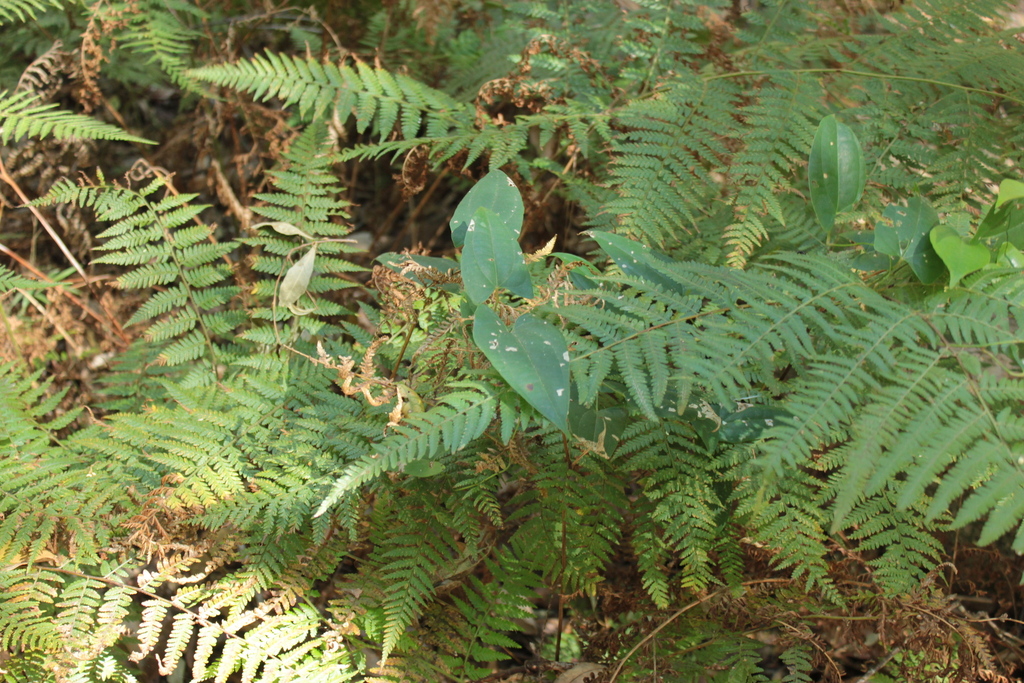 Common Yam Vine from Arakoon NSW 2431, Australia on September 20, 2023 at 01:33 PM by ...