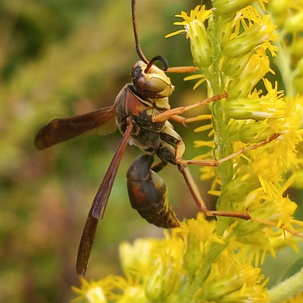 Dark Paper Wasp from Federalsburg, MD 21632, USA on September 28, 2023 ...