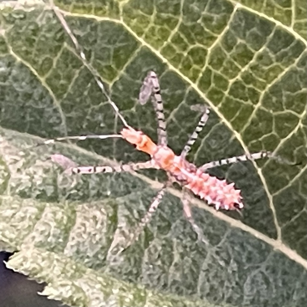 Leafhopper Assassin Bug in September 2023 by Daryl Williams · iNaturalist