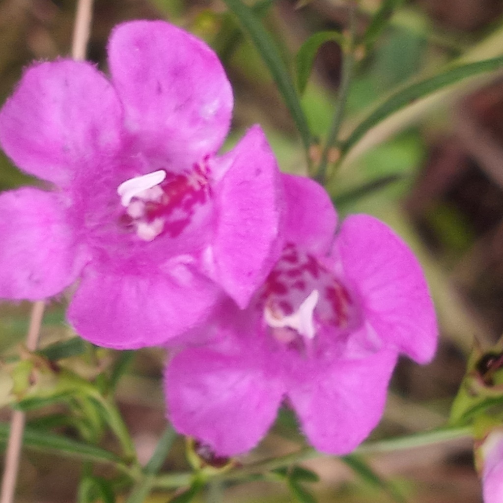 purple false foxglove from Federalsburg, MD 21632, USA on September 28, 2023 at 01:16 PM by ...