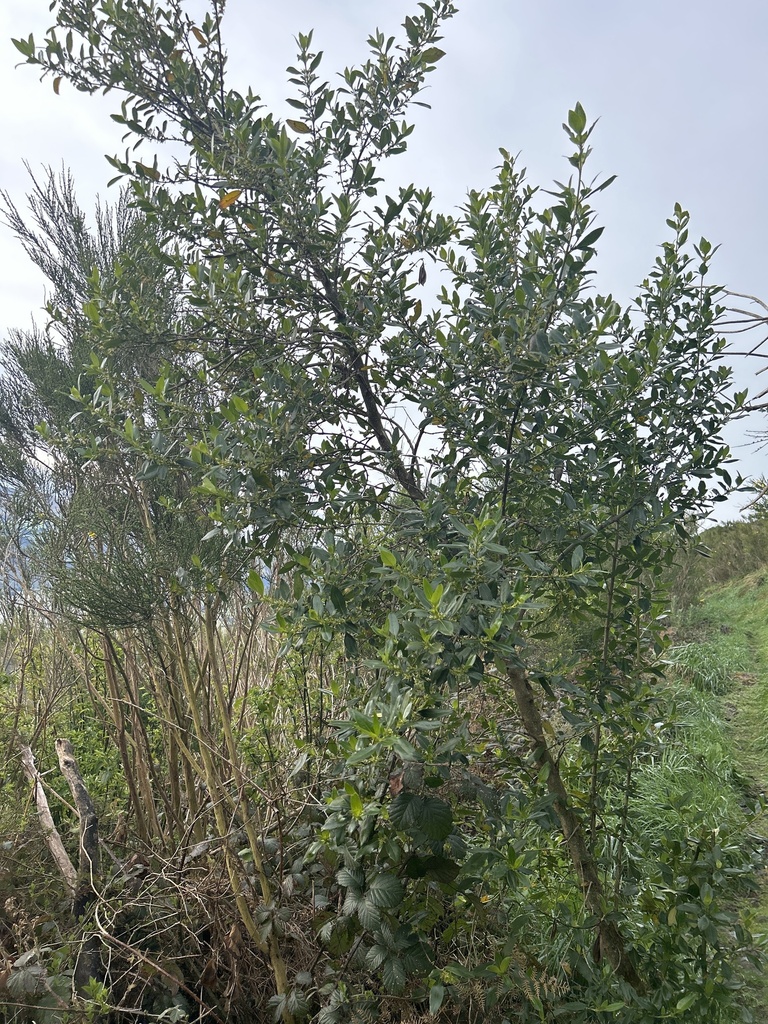 Karamu from Te Waipounamu/South Island, Governors Bay, Canterbury, NZ ...