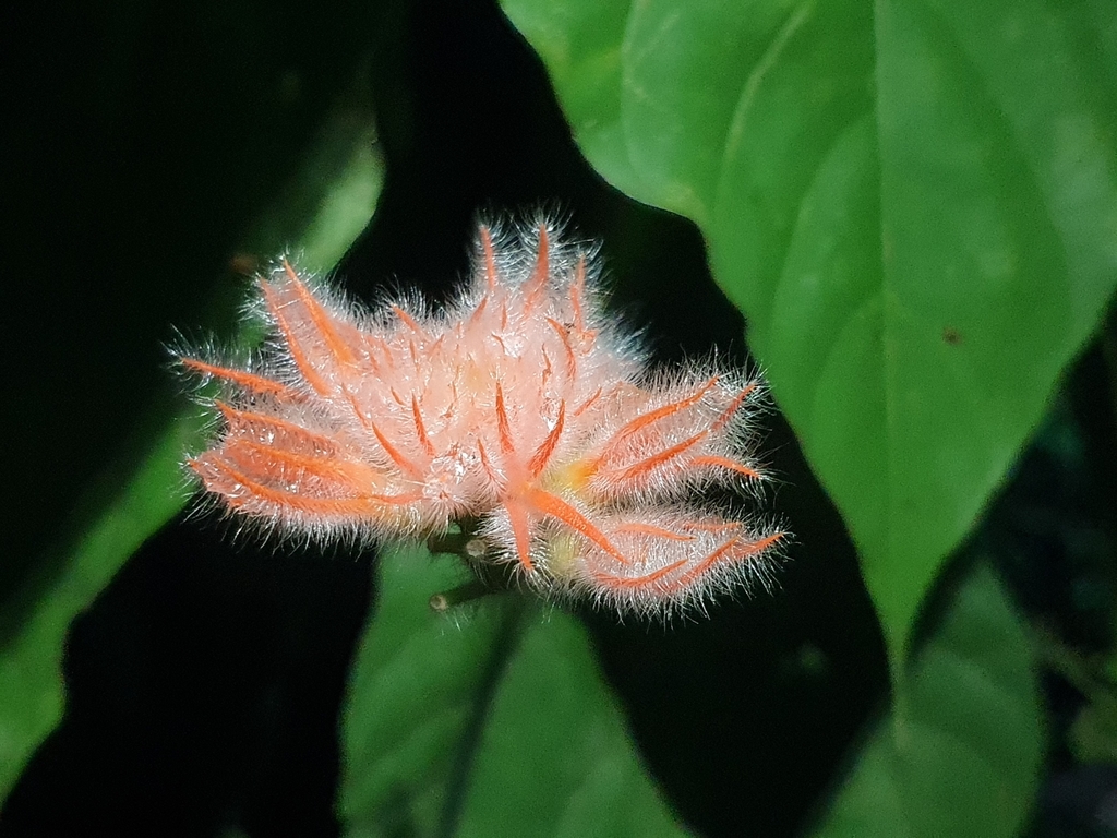 Gurania from Riberalta, Bolivia on September 20, 2023 at 11:49 PM by ...