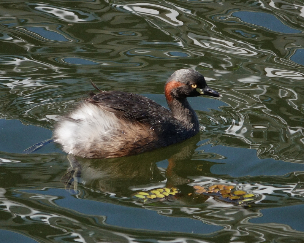Australasian Grebe from Gold Coast QLD, Australia on September 27, 2023 ...