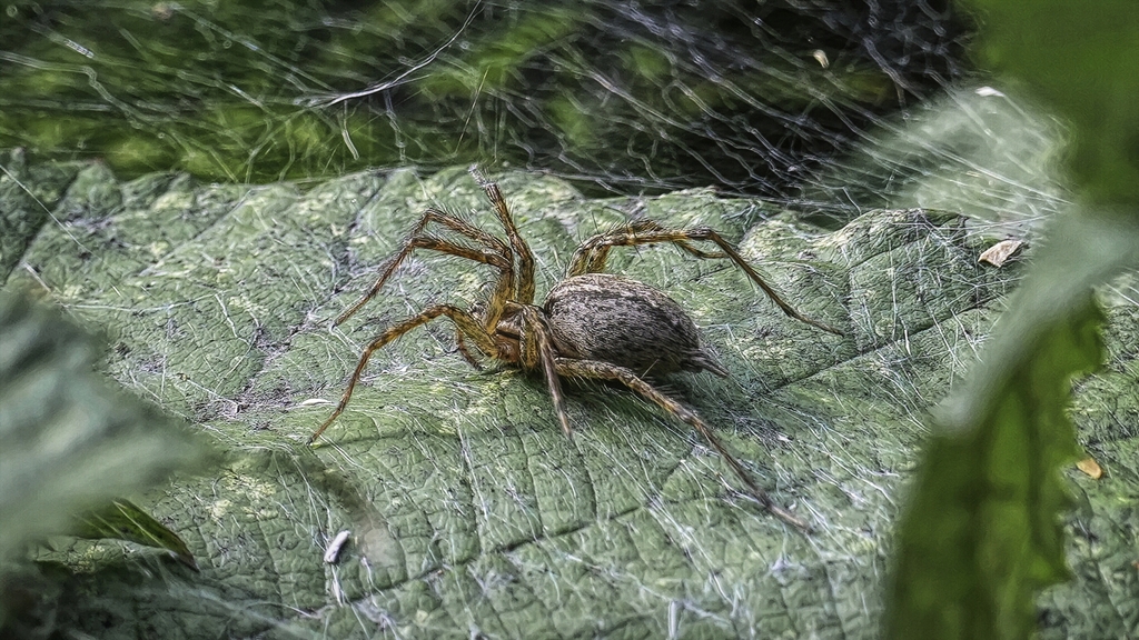Grass Spiders from Nanaimo, BC, Canada on September 28, 2023 at 11:13 ...
