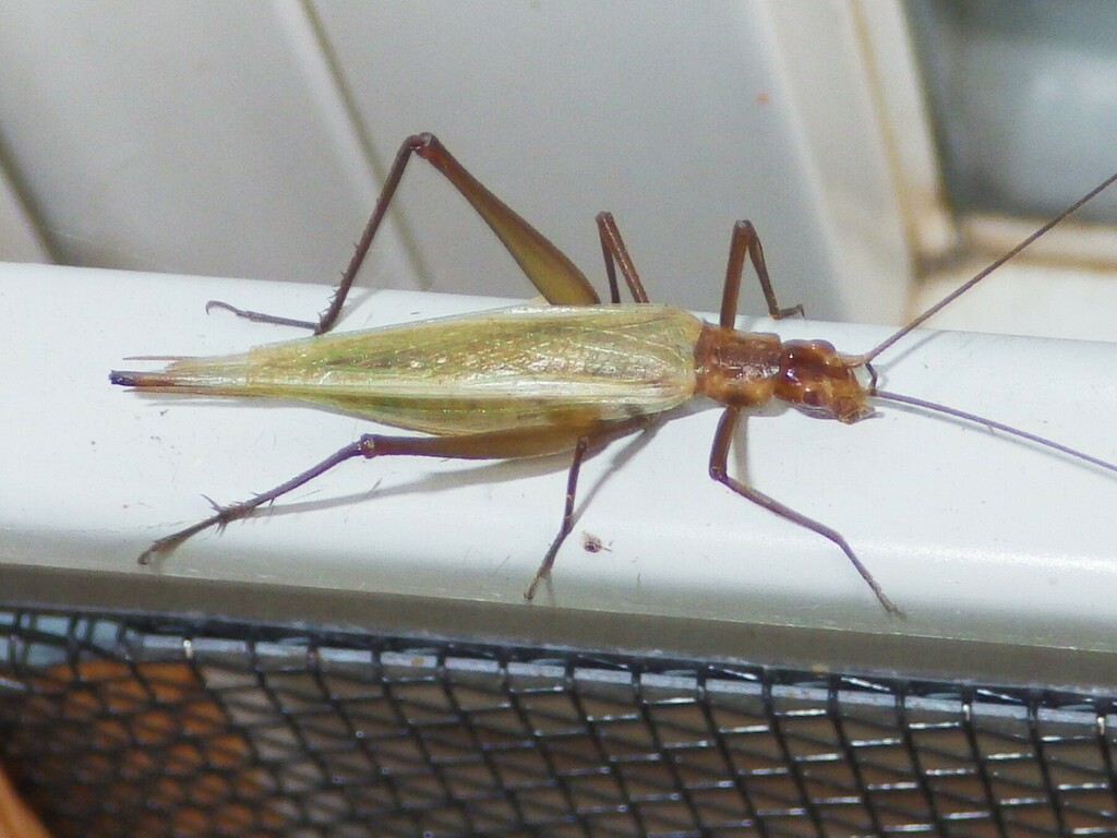 Pine Tree Cricket from Fitzgerald Rd, Burdett, NY 14818, USA on ...