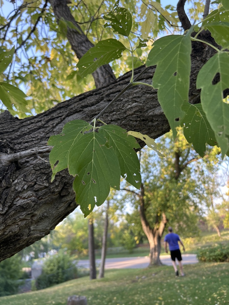 box elder from Kilmer Ln N, Plymouth, MN, US on September 28, 2023 at ...
