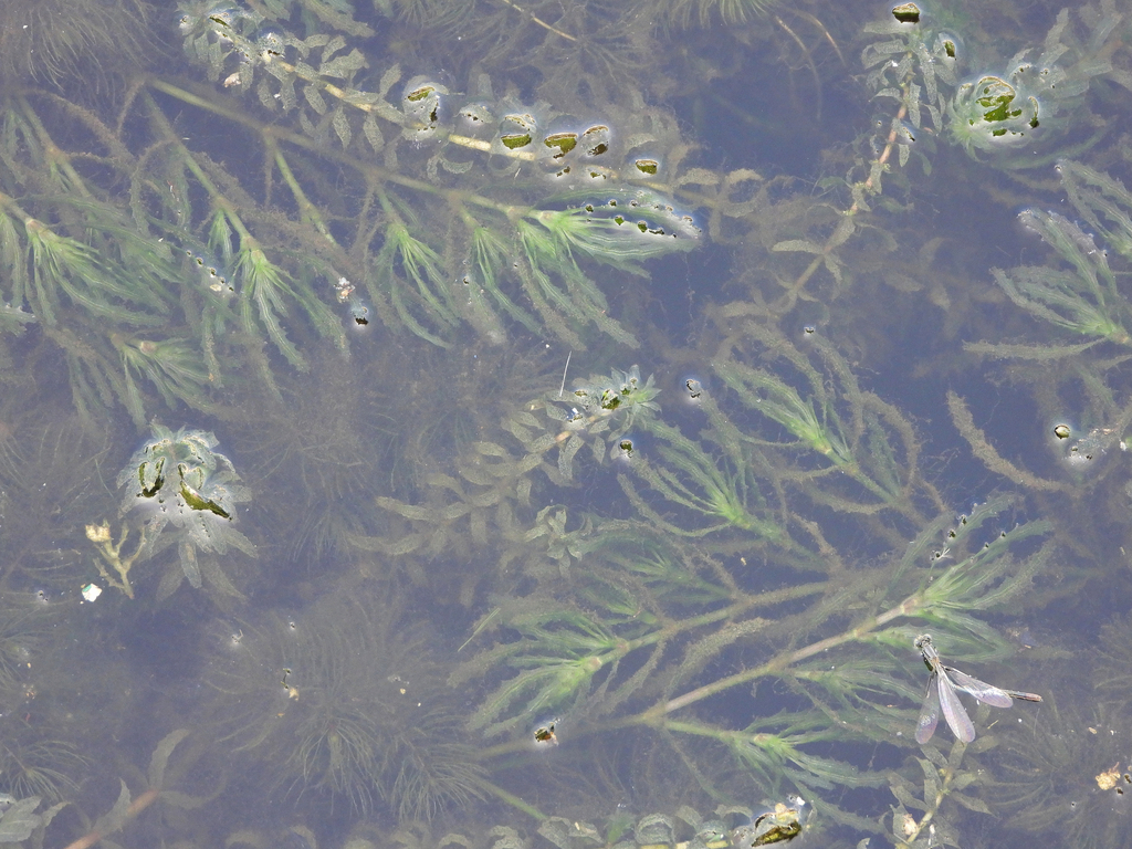 holly-leaved water nymph from Licang District, Qingdao, Shandong, China ...