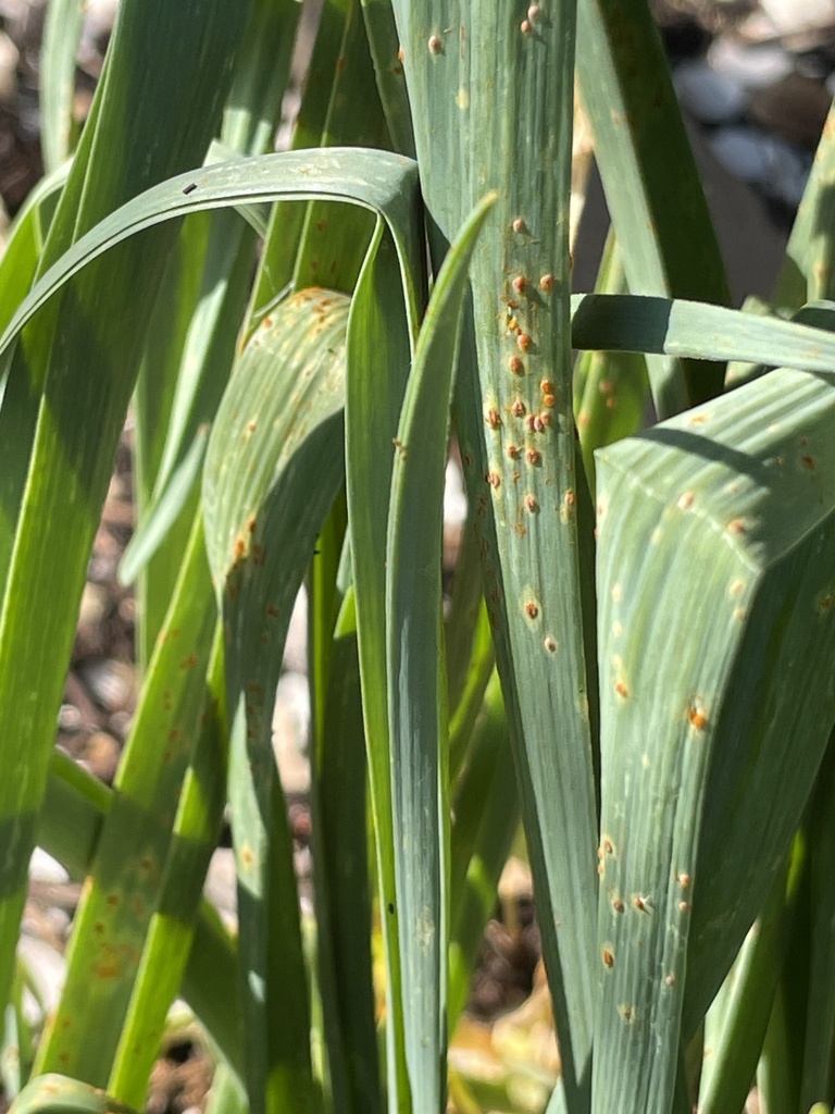 Puccinia allii in September 2023 by suecee. Garlic plant, infected ...