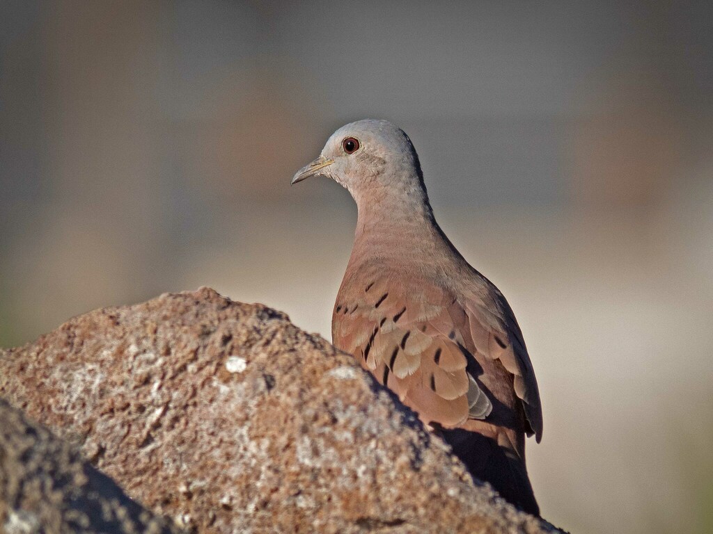 Ruddy Ground Dove from Yuma County, AZ, USA on September 27, 2023 at 08 ...