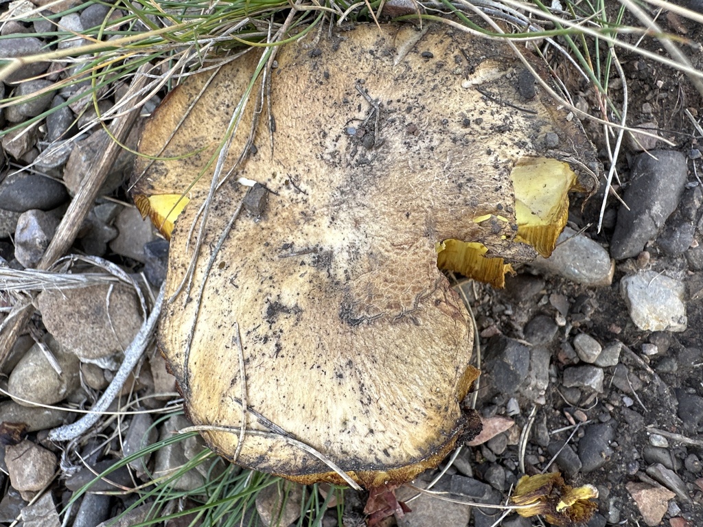 Slippery Jacks from Mansion Heights Dr, Missoula, MT, US on September ...