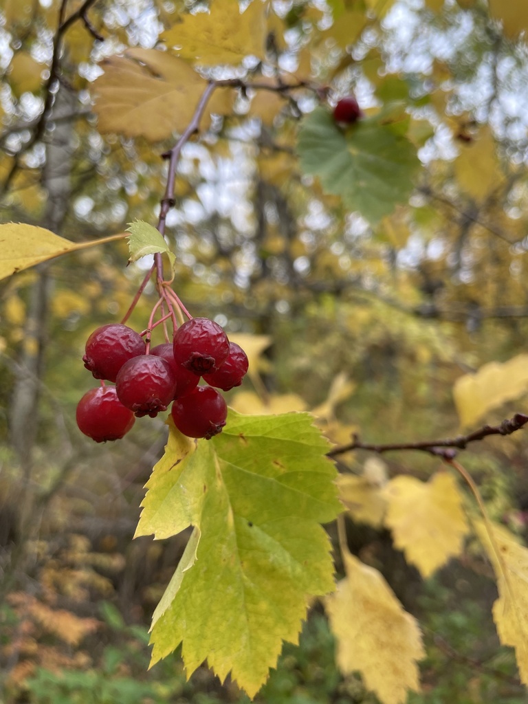 Black Hawthorn from Calgary on September 28, 2023 at 12:56 PM by ...