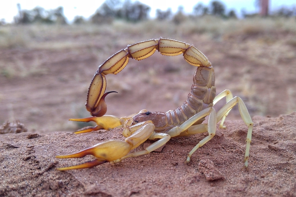 African fattail scorpion from Taghezoute, Maroc on July 12, 2023 at 06: ...