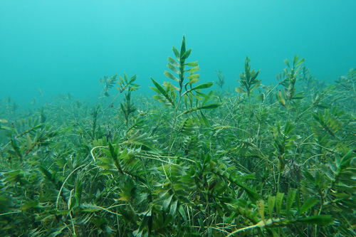 Sea Nymph (Native Vegetation of IBRA7 Region 373 - Victorian Volcanic ...