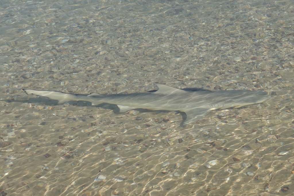 Nervous Shark (Carcharhinus cautus) - Marine Life Identification
