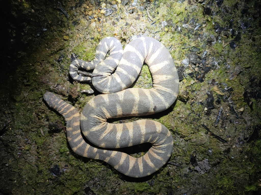 Marine File Snake from Pasir Ris Park Mangrove Boardwalk on September ...