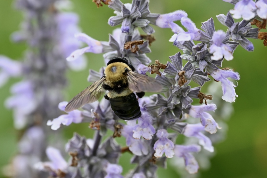 Eastern Carpenter Bee from The Morton Arboretum, Lisle, IL, US on ...