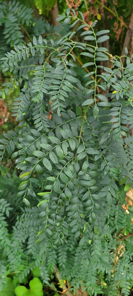 honey locust from Fish Hatchery & Ochalla (SB), Fitchburg, WI 53713 ...