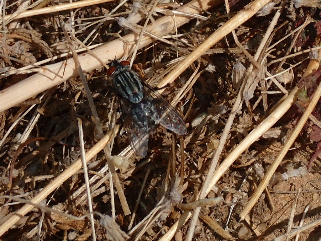 Calyptrate Flies from Mojave, CA 93501, USA on September 26, 2023 at 12 ...