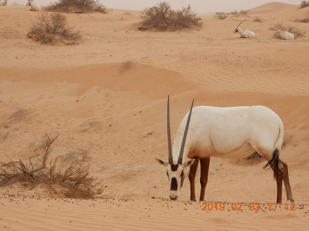 Arabian Oryx (Oryx leucoryx) - Know Your Mammals