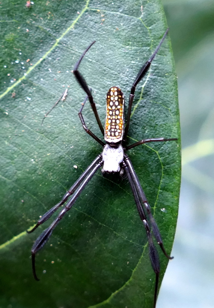 Golden Silk Spider from Zona rural de Paudalho - Pernambuco on ...