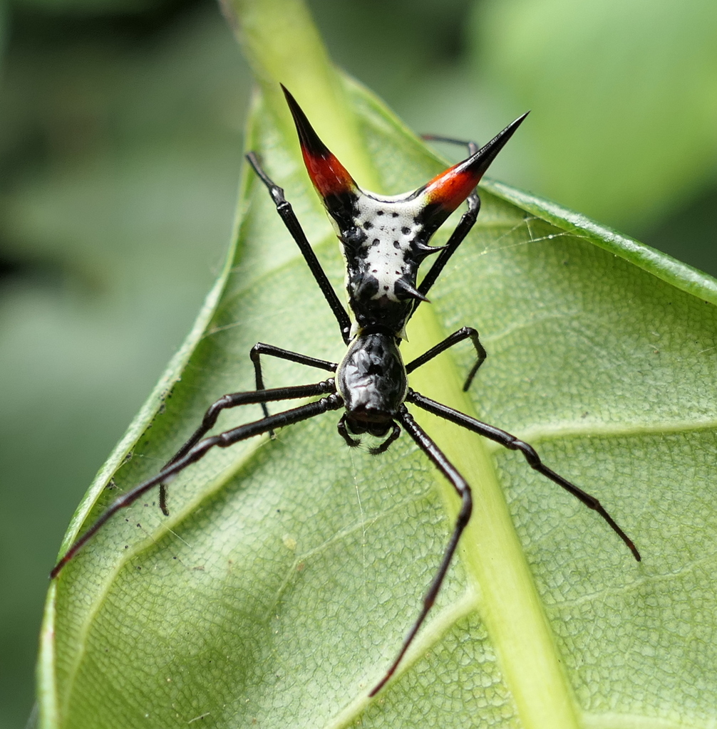 Amazon Thorn Spider from Zona rural de Paudalho - Pernambuco on ...
