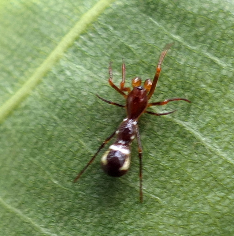 Micrathena Spiders from Zona rural de Paudalho - Pernambuco on ...