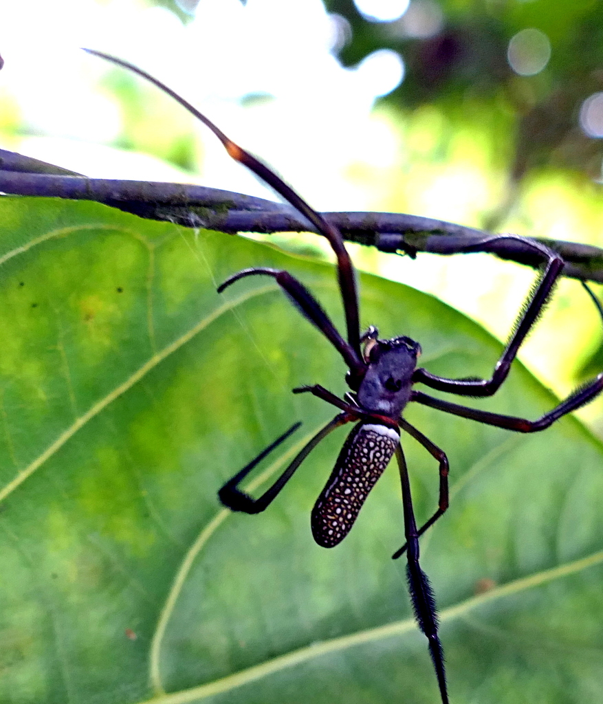 Golden Silk Spider from Zona rural de Paudalho - Pernambuco on ...