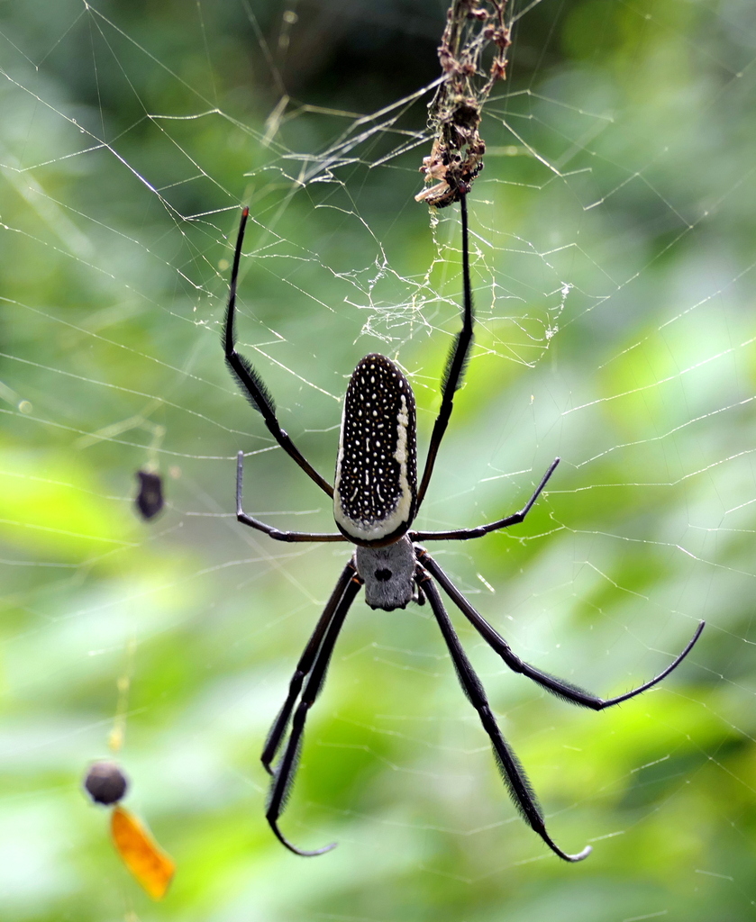 Golden Silk Spider from Zona rural de Paudalho - Pernambuco on ...