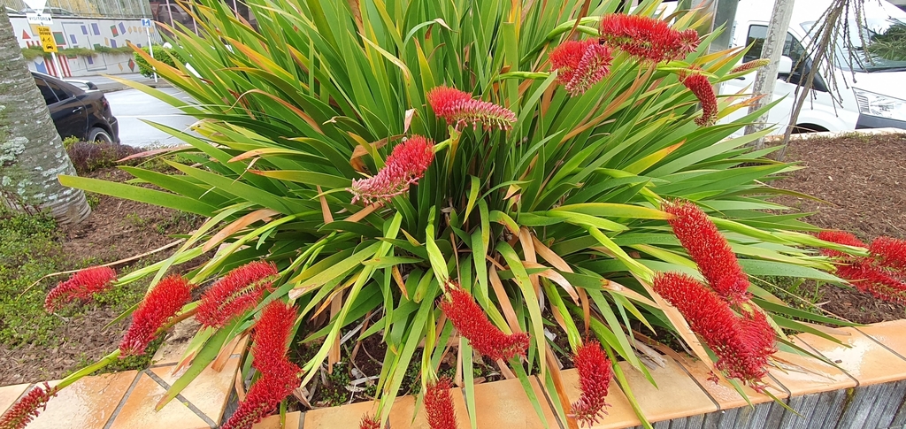 Poor Knights lily in September 2023 by Chris Ecroyd. Flowering very ...