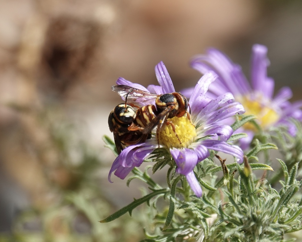 Curved Pebble Bee from Circle C Ranch, Austin, TX, USA on September 28 ...