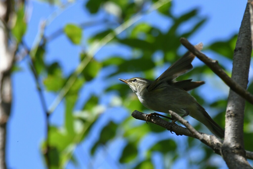 Kamchatka Leaf Warbler from 日本、〒928-0007 石川県輪島市深見町 on September 11 ...