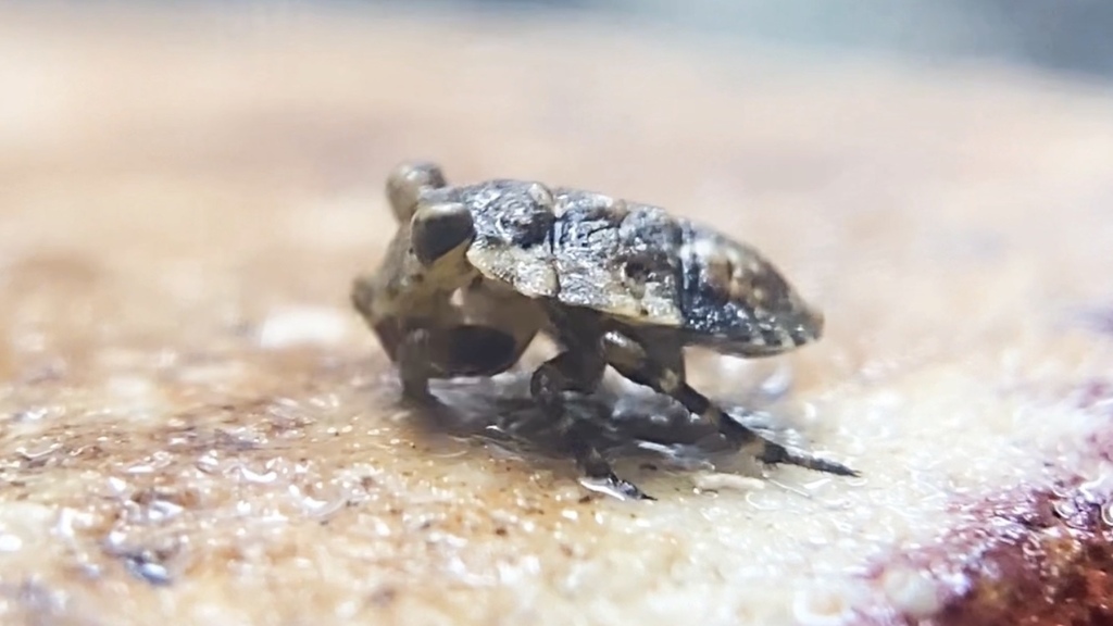 Big-eyed Toad Bug from Colorado State University, Fort Collins, CO, US ...