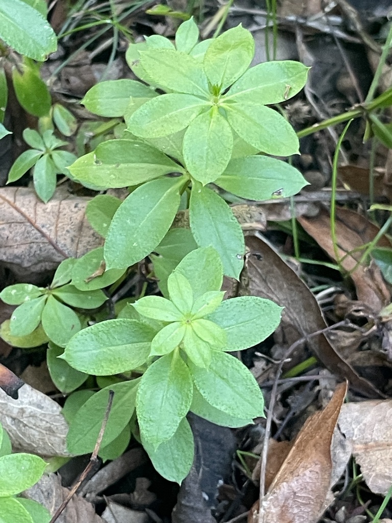 fragrant bedstraw from Jay C. Hormel Nature Center, Austin, MN, US on ...