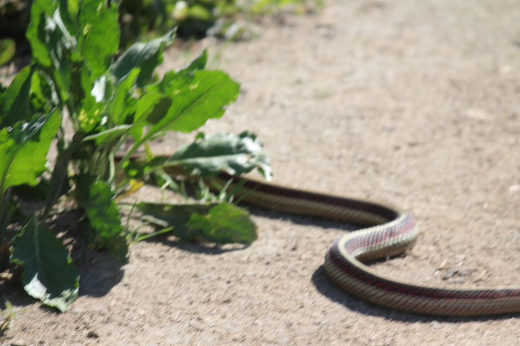 California Red-sided Garter Snake in March 2016 by hummer56 · iNaturalist