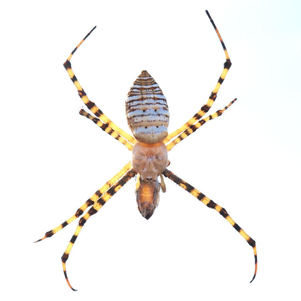 Banded Garden Spider from Santa Barbara County, CA, USA on September 28 ...