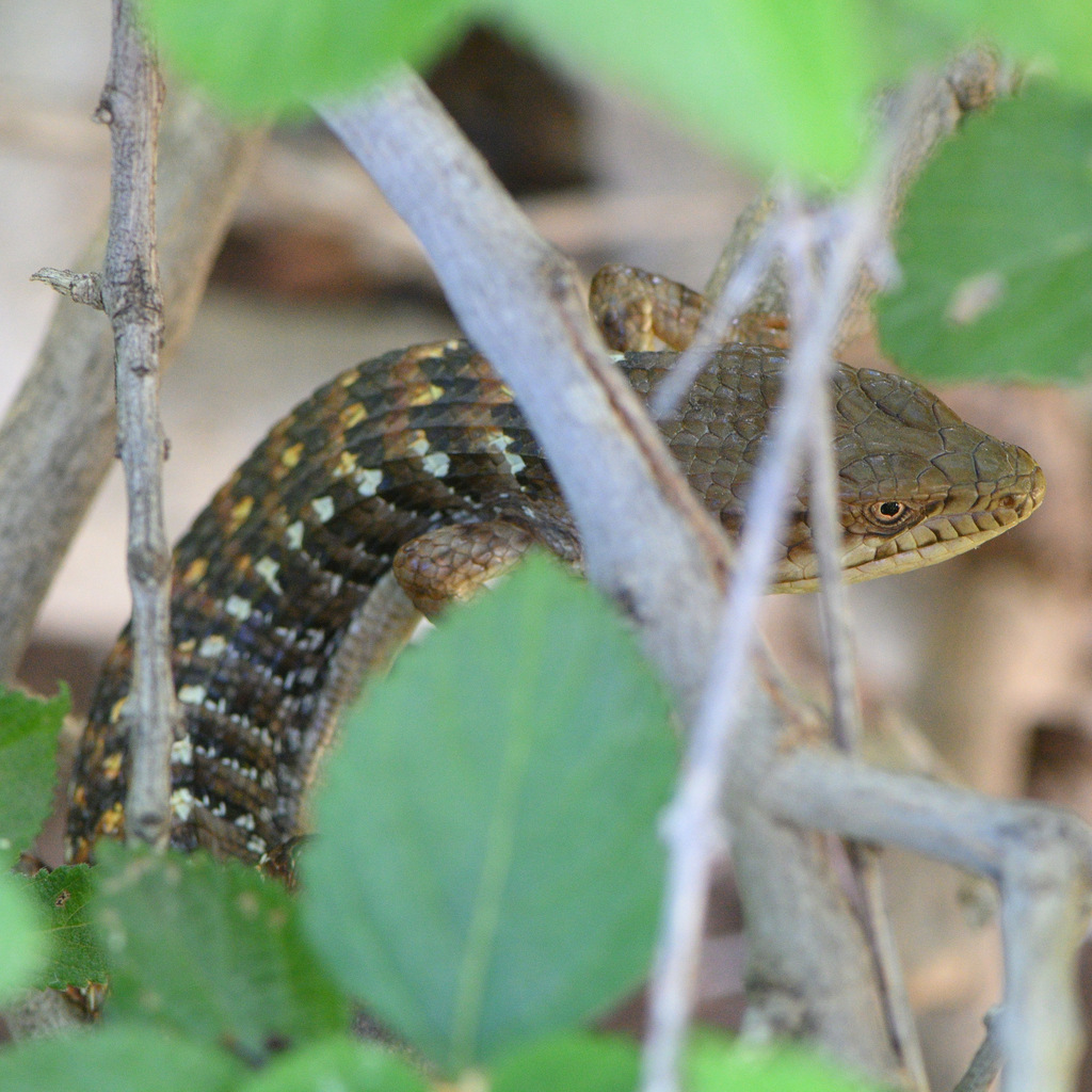 San Diego Alligator Lizard in September 2023 by Daryl Williams. hanging ...