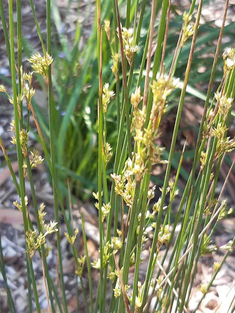 austral rush from Mount Burr SA 5279, Australia on September 29, 2023 ...