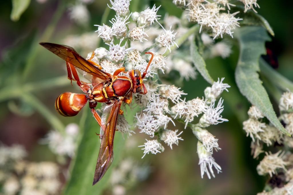 Southern Paper Wasp from Lewisville, TX, USA on September 27, 2023 at ...