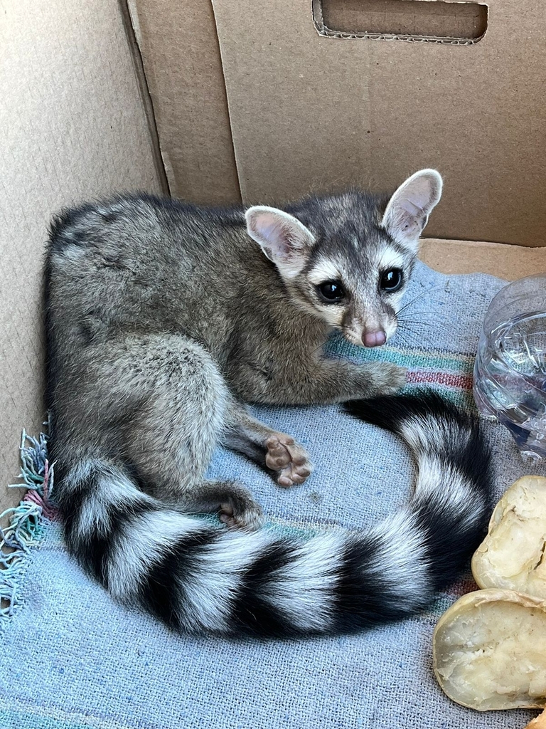 Ringtail from Yuriria, Gto., México on September 28, 2023 at 08:01 AM ...
