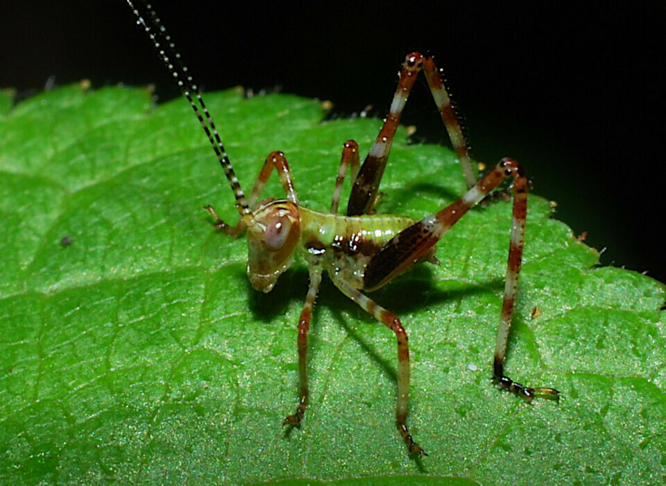 Australian Common Garden Katydid from Makarau, New Zealand on November ...