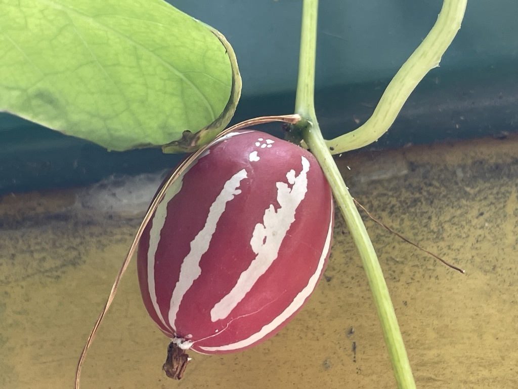 Native Bryony from Ross Overton Park, Mission Beach, QLD, AU on ...