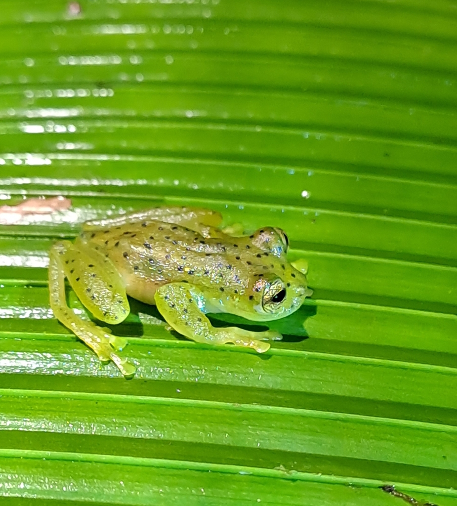 Emerald Glass Frog from Mindo Lindo on September 28, 2023 at 09:57 PM ...