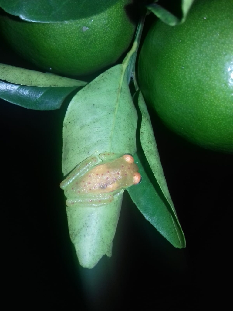 Polka-dot Tree Frog from Tame, Arauca, Colombia on August 2, 2023 at 10 ...