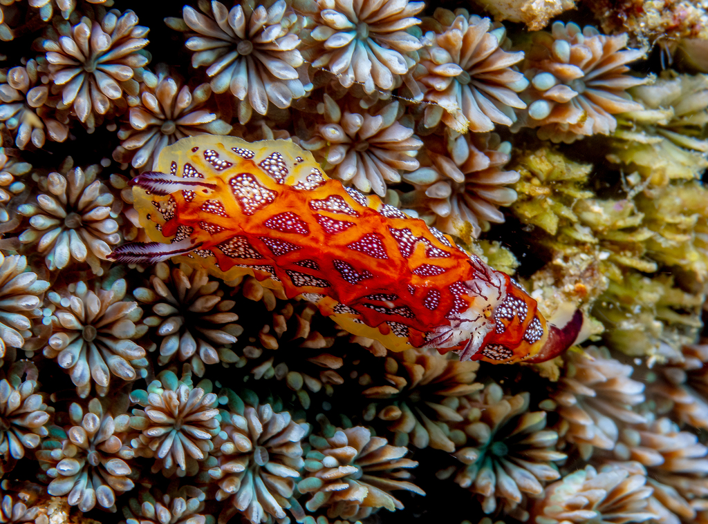 Halgerda tessellata from Kuchchaveli, LK-TC, LK on September 20, 2023 ...