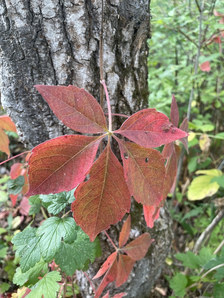 Virginia creeper from Jay C. Hormel Nature Center, Austin, MN, US on ...