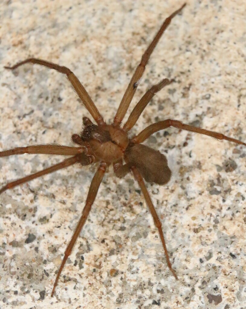 Brown Recluse from Crosby County, TX, USA on September 23, 2023 at 10: ...