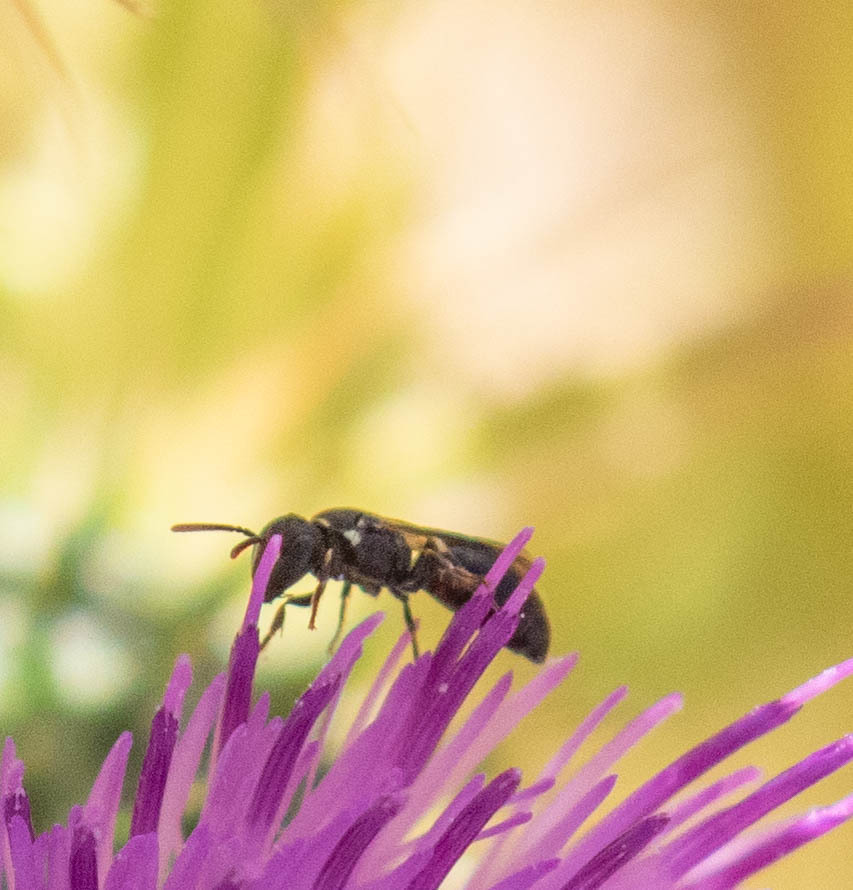 Masked Bees from Mount Diablo State Park, Barbecue Terrace Road, Alamo ...