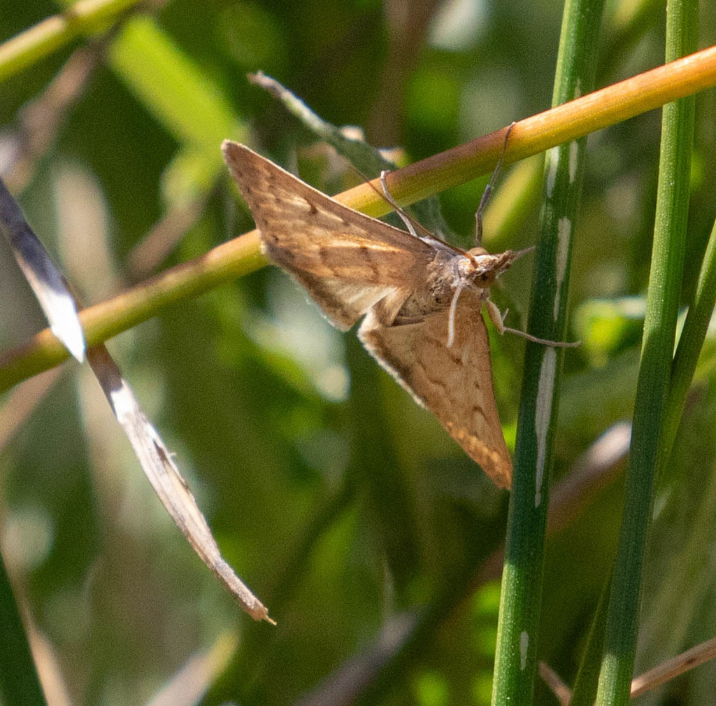 Crambid Snout Moths from Mount Diablo State Park, Barbecue Terrace Road ...