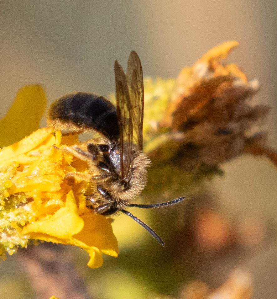 Sweat Bees from Mount Diablo State Park, Barbecue Terrace Road, Alamo ...