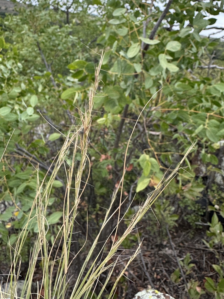 churchmouse three-awn from Ellsworth County, KS, USA on September 14 ...
